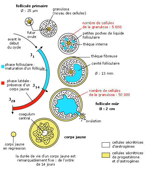 Schéma Régulation De La Fonction De Reproduction Chez La Femme