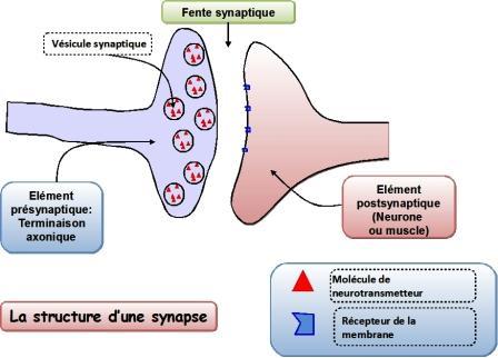 Neuronique Introduction To Course – Biological Basis Of Behavior